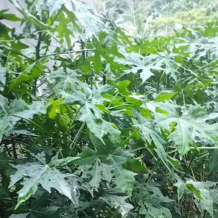 daun gedi segar atau pepaya Jepang 500 gra yang banyak manfaat dan ...