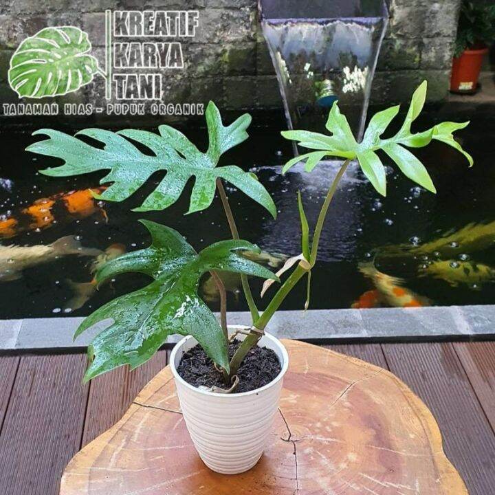 Tanaman Hias Philodendron Mayoi - Philo Mayoi | Lazada Indonesia