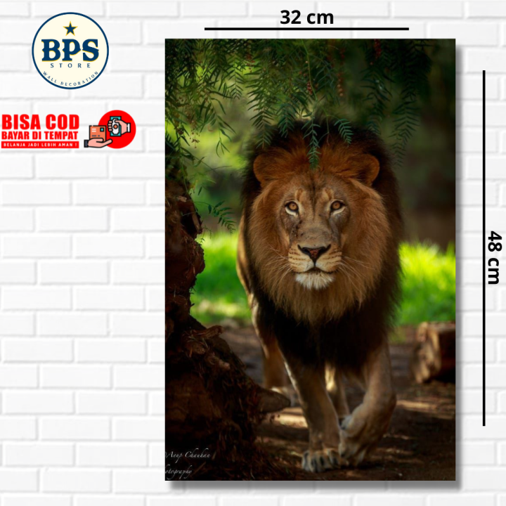 Poster Singa - Foto Hewan Singa Raja Hutan - Hiasan Dinding Hewan ...