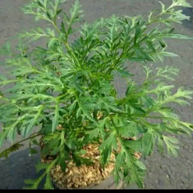 bibit tanaman/pohon kenikir daun kenikir lalapan | Lazada Indonesia