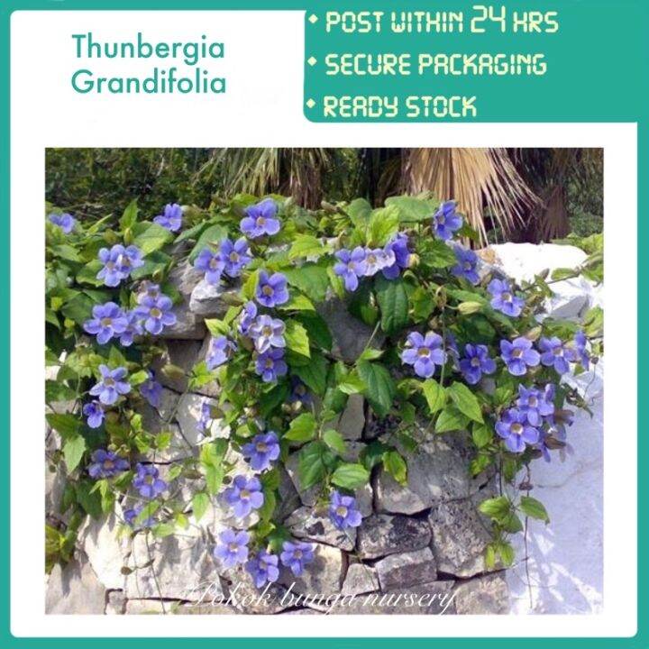 PBN - thunbergia grandiflora - pokok bunga nursery bengal clockvine ...