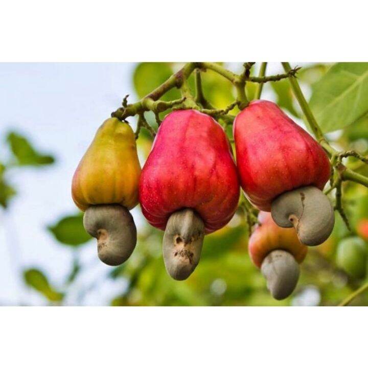 Kasoy/akasuy/Balubad tree seedlings Cashew | Lazada PH