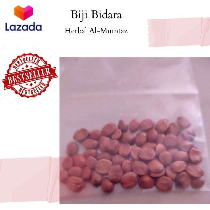 Biji Bidara Siap Tanam, Biji Bidara Siap Semai, Biji Bidara Sudah ...
