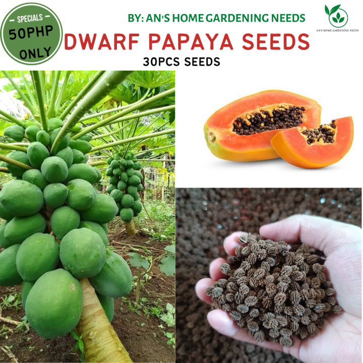DWARF PAPAYA - 30SEEDS | Lazada PH