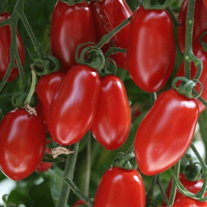 25 Benih Tomat Cherry Tropical Ruby Bibit Chery Buah Ceri Tanaman Hias ...