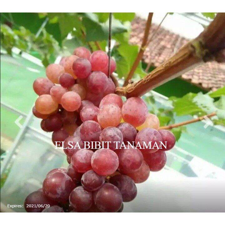 BIBIT ANGGUR IMPORT JUPITER (MANIS) BISA DI TARUH POT CEPAT BERBUAH ...