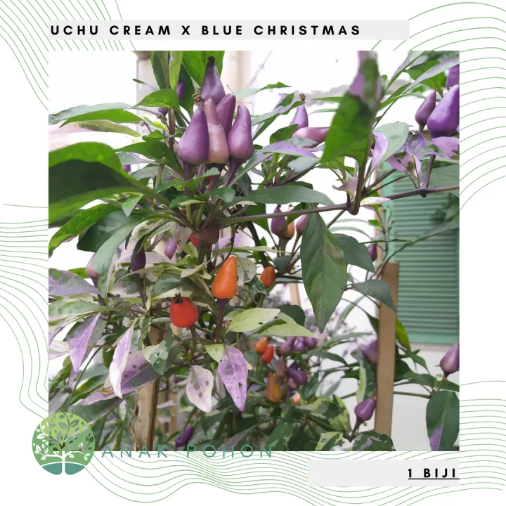 Benih / Bibit / Biji - Cabai Uchu Cream x Blue Christmas Pepper Seeds ...