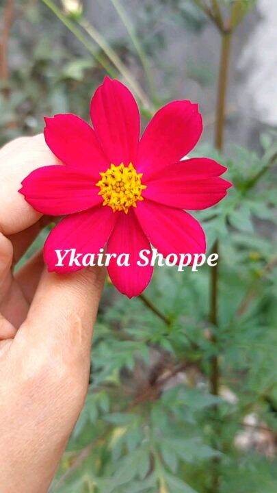 Cosmos Bright Pink Binhi Pantanim 10 Seeds Outdoor Garden Plant | Lazada PH