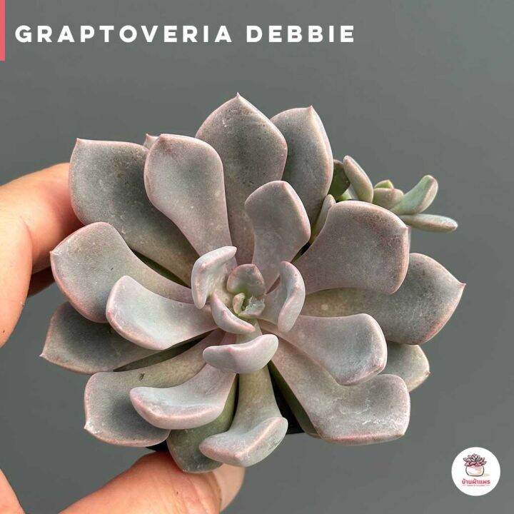 Graptoveria Debbie ไม้อวบน้ำ กุหลาบหิน cactus&succulentหลากหลายสาย ...