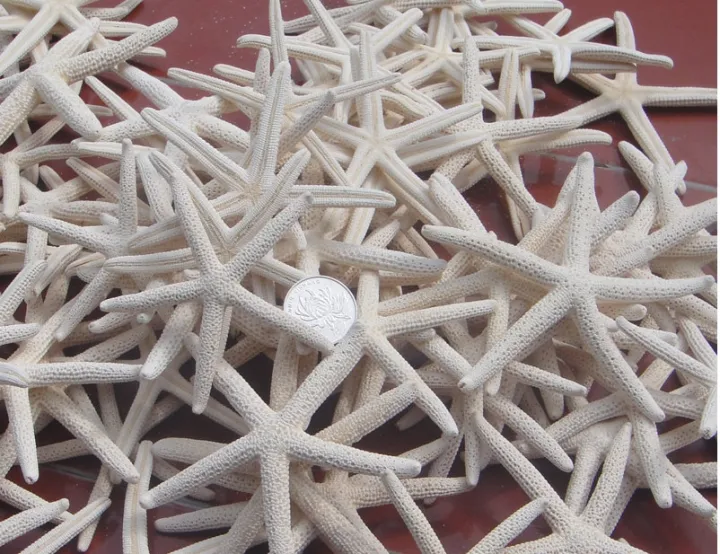 Natural Artificial Starfish 10pcs/Lot 6-10cm White Sea Starfish Real ...