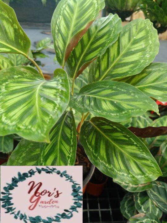 Calathea Goeppertia super lush | Lazada PH