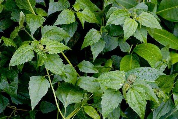 Daun kirinyuh kopasanda marengo segar Chromolaena odorata obat herbal ...