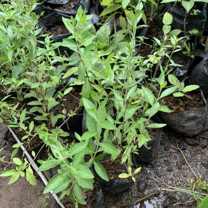 Pohon Pacar Arab Henna - Tanaman Pacar Kuku - Daun Hena | Lazada Indonesia