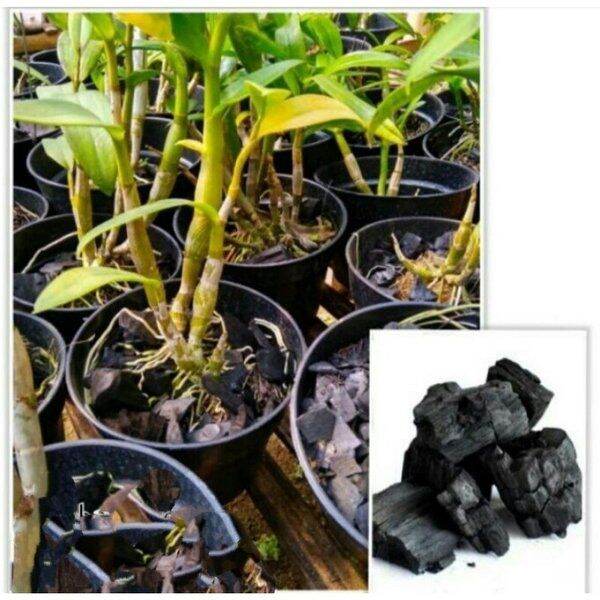 Arang kayu media tanam Anggrek 1 Kilo - arang bakar 500gram media tanam anggrek | Lazada Indonesia