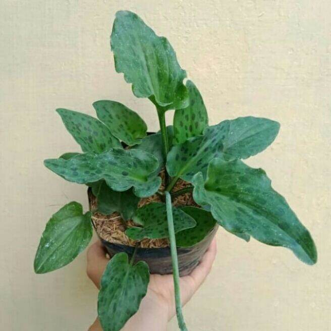 Tanaman hias lidah katak bunga lidah katak hijau | Lazada Indonesia