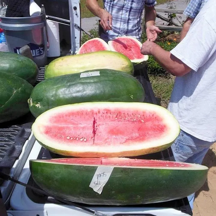 เมล็ดพันธุ์ แตงโมคองโก้ (Congo Watermelon Seed) บรรจุ 20 เมล็ด คุณภาพดี ...