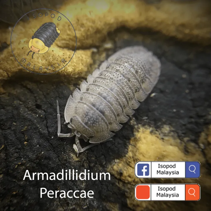 Armadillidium Peraccae #pillbug/roly poly/bioactive terrarium/vivarium ...