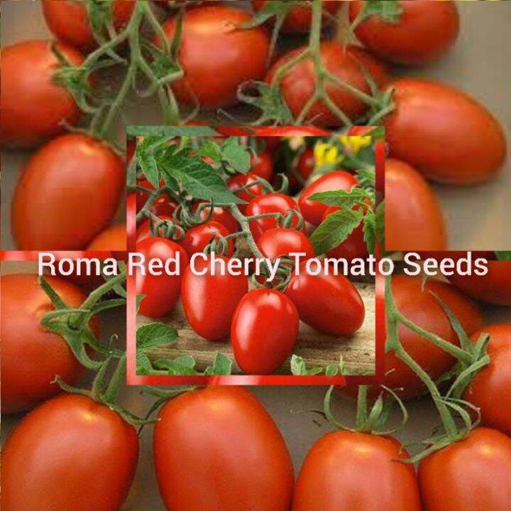 Isi paket : 15 Benih Biji Buah Tomat Cherry Roma/Red cherry tomatoes seeds Seeds/biji /benih ...