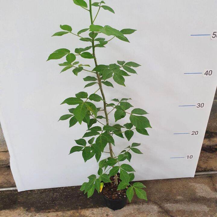 ต้น Commiphora berryi สรรพคุณทางยาเยอะ | Lazada.co.th