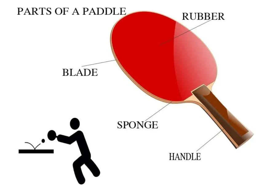 Anatomy Of A Ping Pong Paddle