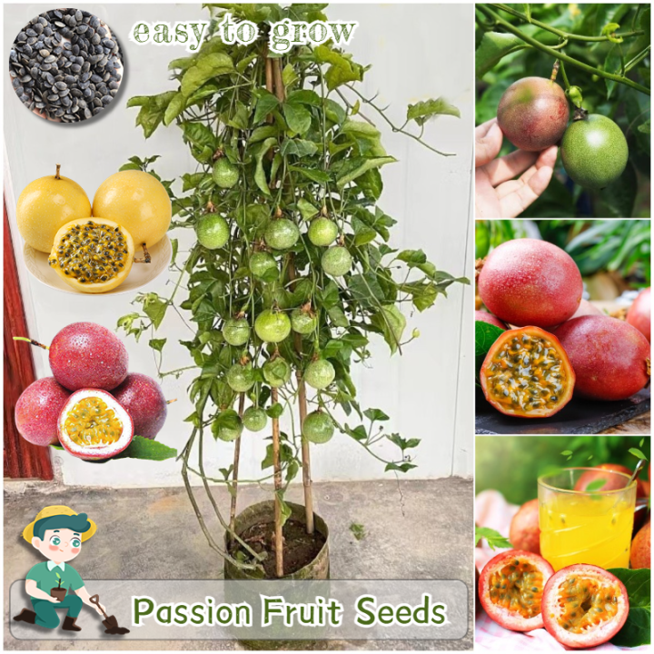 [Easy to grow in Philippines] Fresh Passion Fruit Seeds for Planting ...
