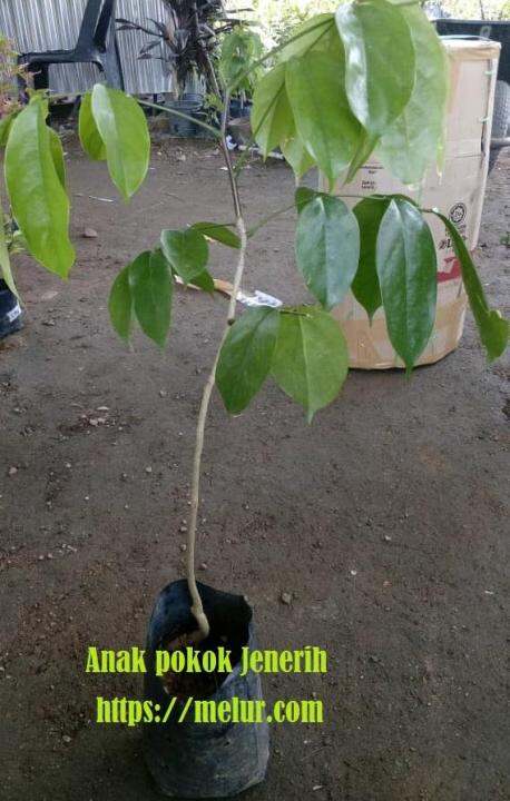 MM-Anak Pokok Jenerih pucuk hijau (ulam) | Lazada