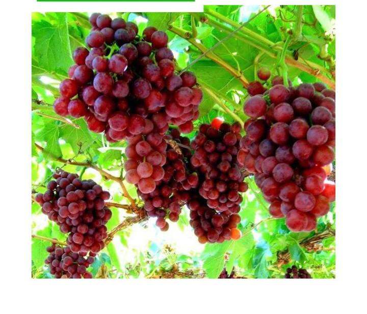 Grapes Red Fruit Seeds Cardinal Variety Sweet Fruit Seed with “Freebies ...