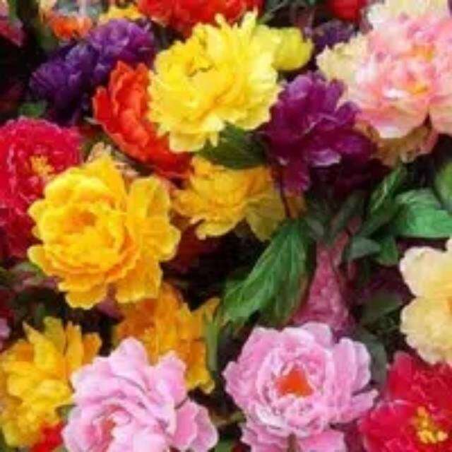 isi 1 Benih Biji Bibit Peony paeonia lactiflora seeds/benih biji ...