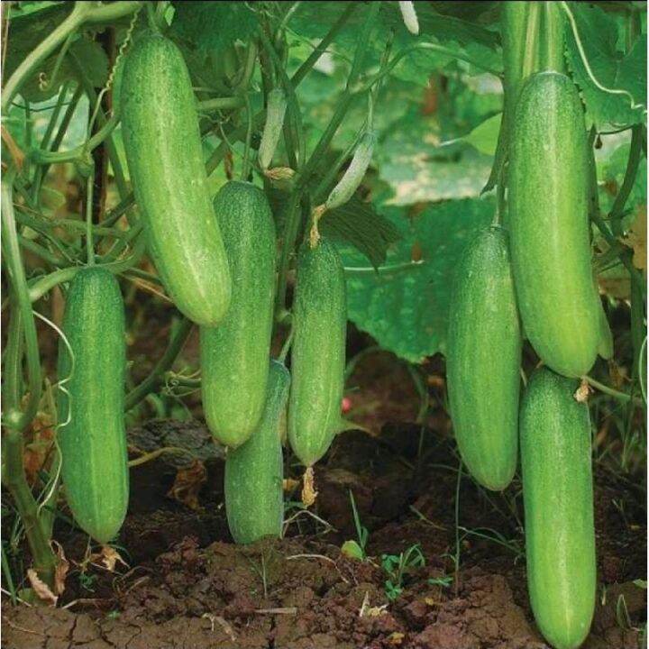 timun baby/ Timun mini / Ulam / Micro / Mini Cucumber | Lazada