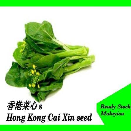 Vegetables Hong Kong Cai Xin Seed Biji Benih Kubis Bunga Sayur-Sayuran ...