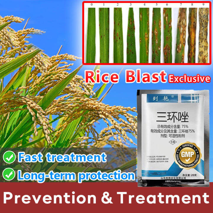🌱RICE always Healthy 🍃Fungicide for rice Fungicide for plants Fungicide ...