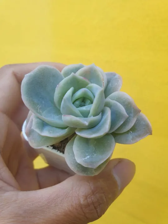 ต้นไม้อวบน้ำ กุหลาบหิน อิชิเวเรีย เลิฟลี่ Echeveria Lovely succulents Echeveria กุหลาบ | Lazada ...