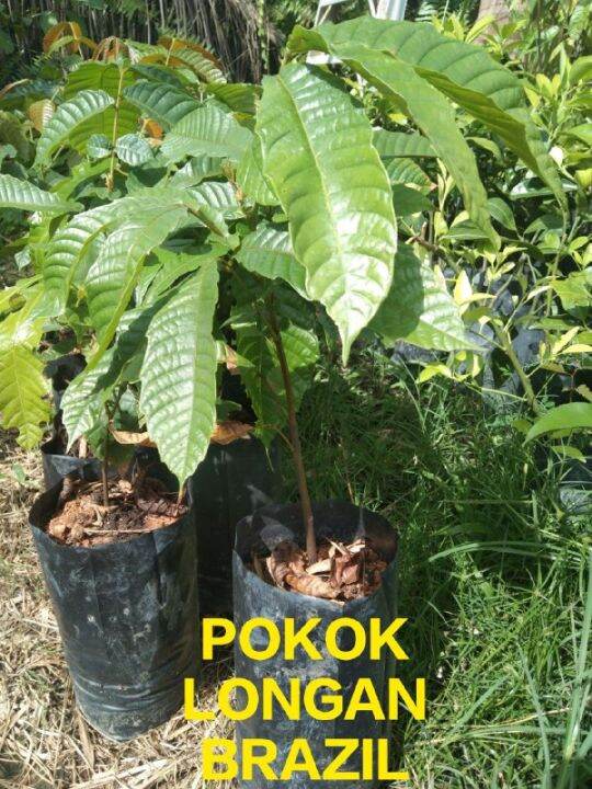 Pokok Matoa / longan brazil viral | Lazada