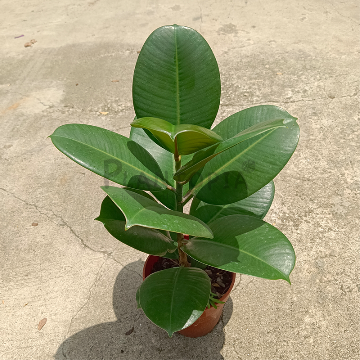 [Plantopia] Ficus elastica robusta 印度榕 | Pokok Hidup | Real Live Plant ...