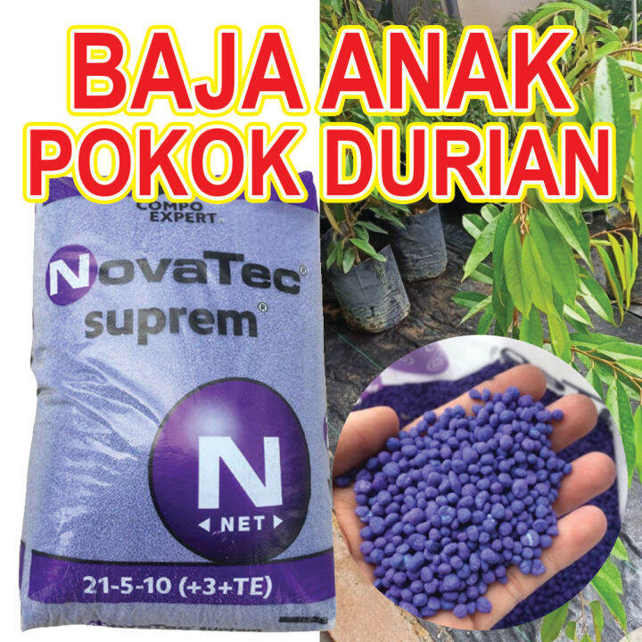 Baja Khas Pokok Durian 1 ke 4 Tahun Untuk Pembesaran Akar Kuat Dahan ...