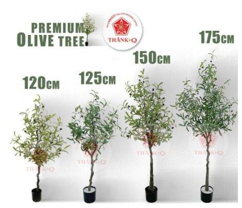 【GW】 POKOK VIRAL - Olive (READY STOCK) | Lazada