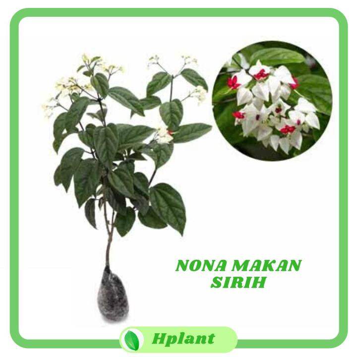 Tanaman hias bibit bunga nona makan sirih | Lazada Indonesia