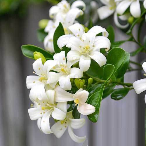 [Indoor Plant] Murraya Orange Jasmine 七里香 | Lazada