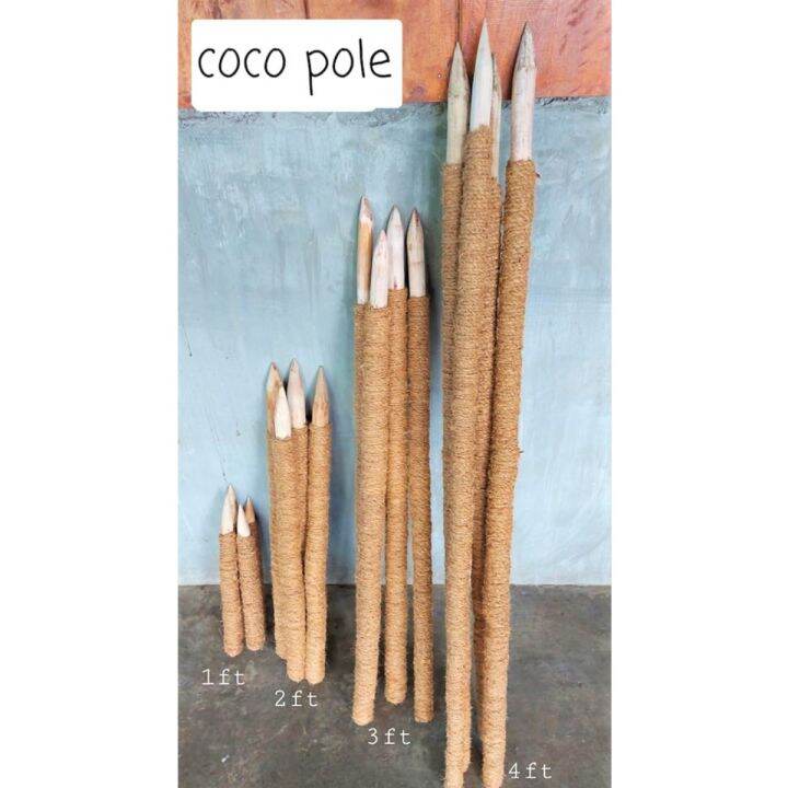 Coco Pole/Plant Pole/Plant Support | Lazada PH