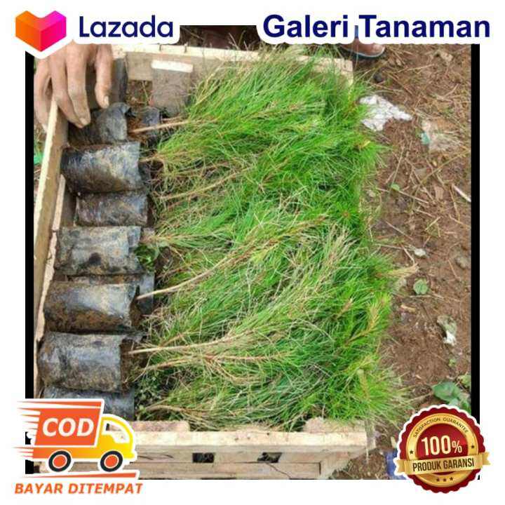 Bibit Pohon Pinus Merkusi Tanaman Hidup Extrim | Lazada Indonesia