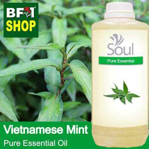 Pure Essential Oil (EO) - Mint - Vietnamese Mint ( Persicaria Odorata ...
