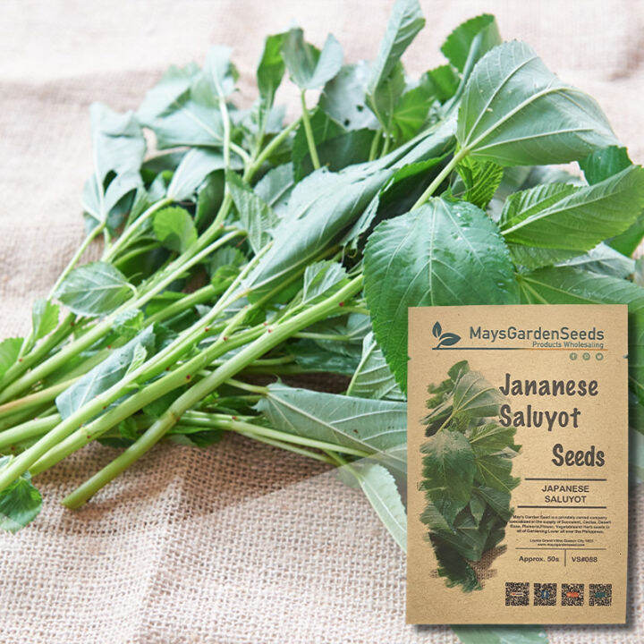 Japanese Saluyot Seeds, Jute Leaves Seeds, Vegetable Seeds#088 | Lazada PH