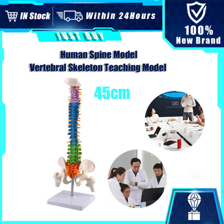 45CM Color Human Spine with Pelvic Model Anatomical Anatomy Spine ...