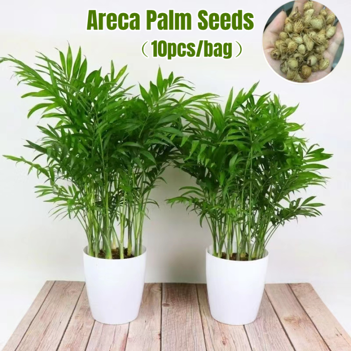 Areca Palm Seeds for Plantng Areca Palm Tree Seeds Java Palm Plant ...