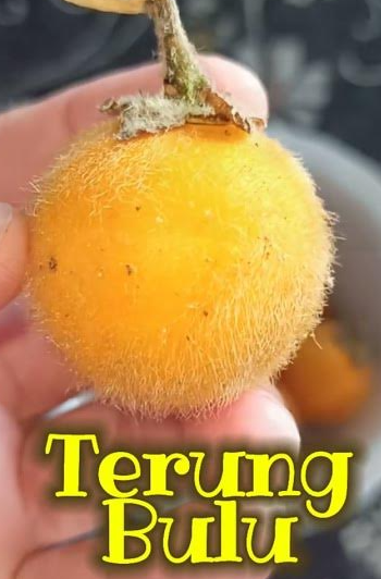 biji benih terung bulu (sedap) | Lazada