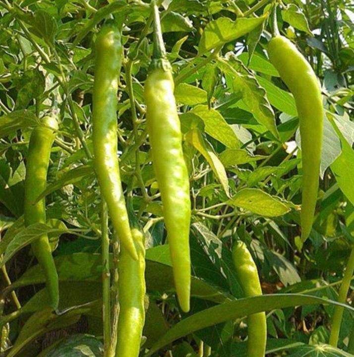SILI PANIGANG SEEDS (HYBRID/INOKRA) - 10SEEDS | Lazada PH