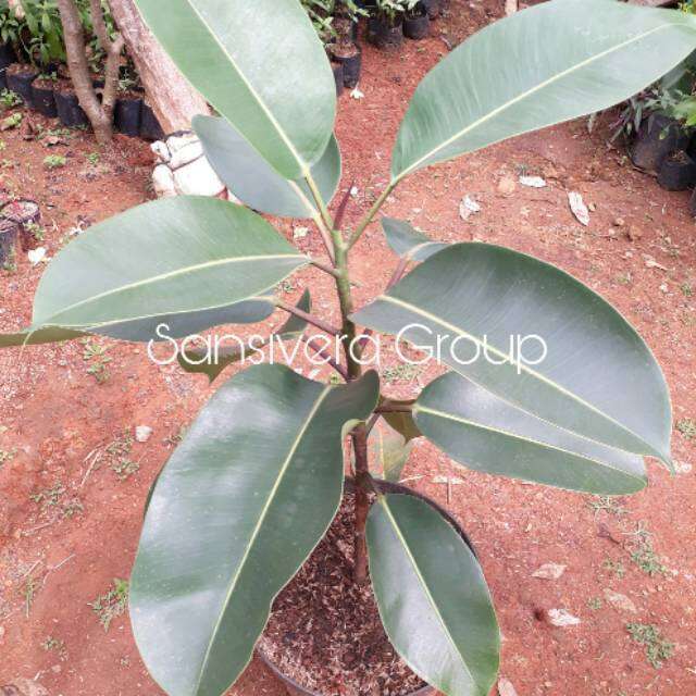 Tanaman Ficus elastica / Tanamam Rubber plant Karet kebo | Lazada Indonesia