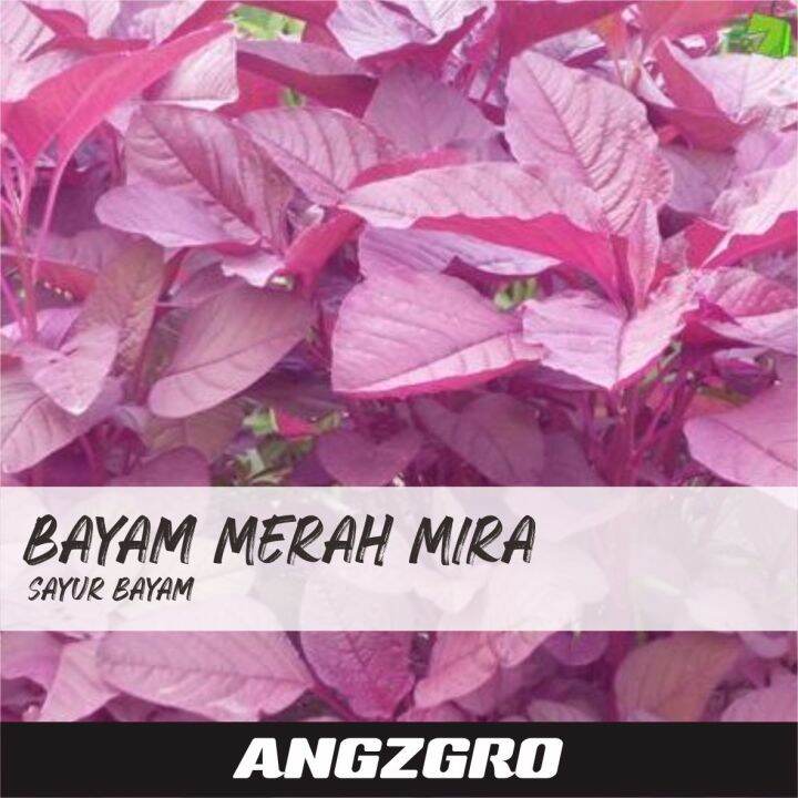 Benih Bayam Merah Mira 10000 Seeds Sayuran Tanaman Urban Farming ...