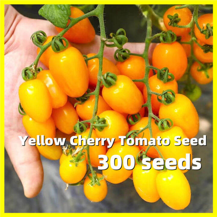 Amber Yellow Cherry Tomato Seeds for Planting- 300 Seeds Edible Bonsai ...