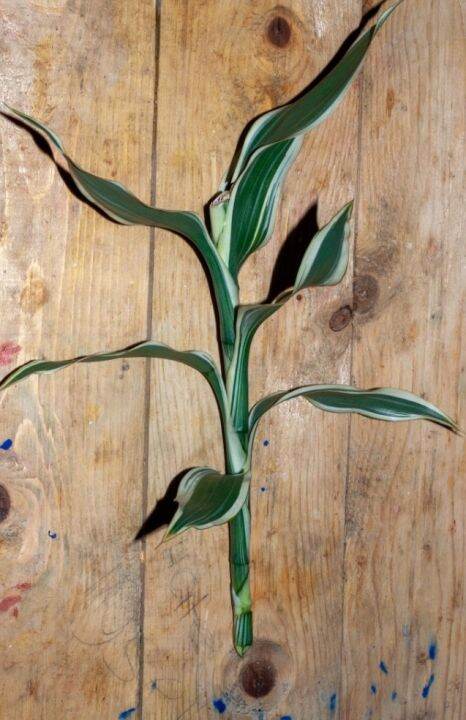 TSC - Lucky Bamboo variegated plant cutting / Keratan batang luck ...